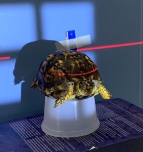 Turtle Radiography - Veterinary Medicine at Illinois