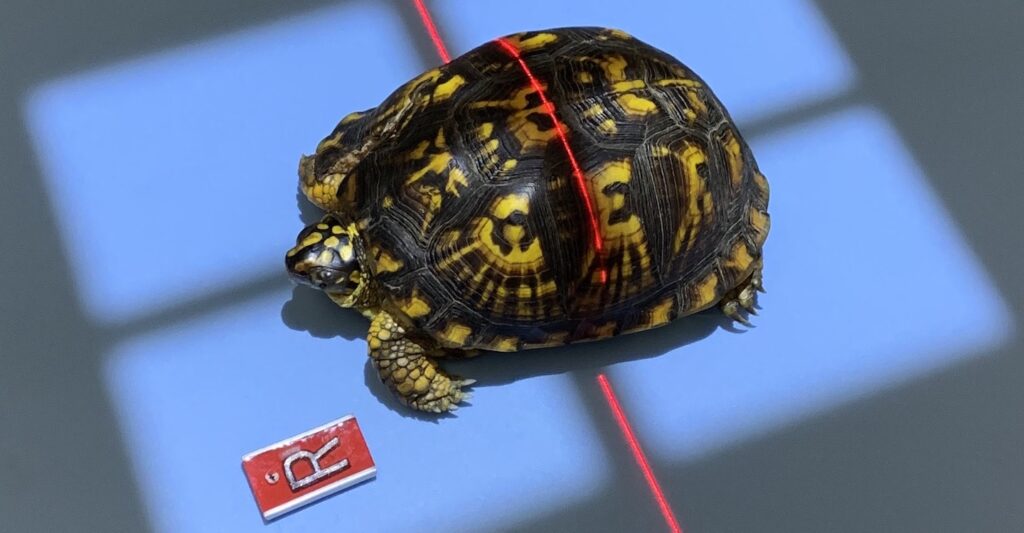 Turtle Radiography - Veterinary Medicine at Illinois