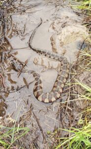 Snakes of Illinois - Veterinary Medicine at Illinois