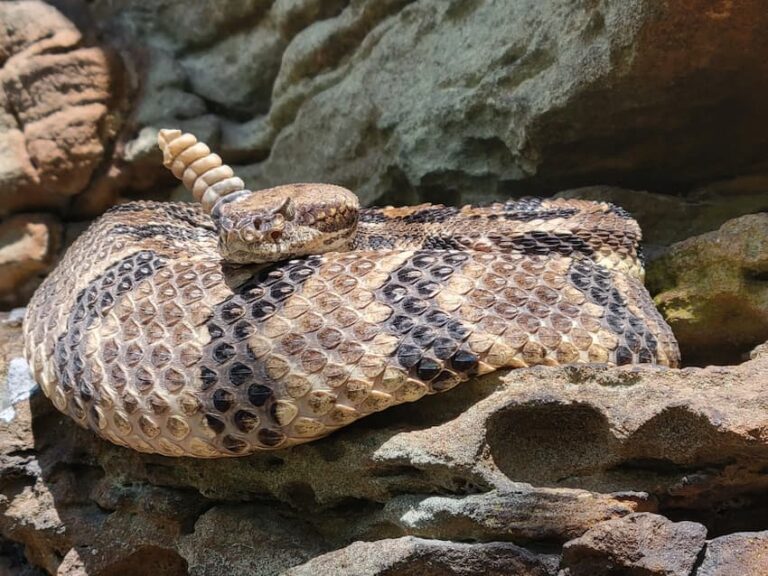 Snakes of Illinois - Veterinary Medicine at Illinois