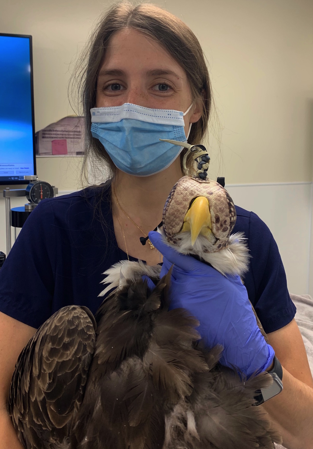 Thank You & Good Luck! Veterinary Medicine at Illinois