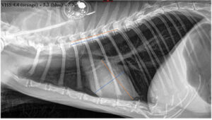 Evaluating the Heart Size on Radiographs - Veterinary Medicine at Illinois