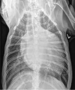 Evaluating the Heart Size on Radiographs - Veterinary Medicine at Illinois