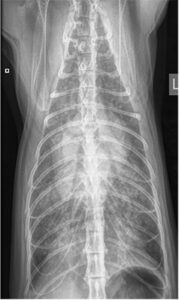 Evaluating the Heart Size on Radiographs - Veterinary Medicine at Illinois