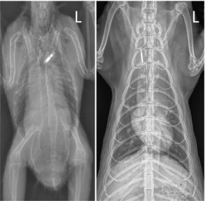 Chip Shots: Why Pet Birds, Reptiles, and More Need Microchips ...