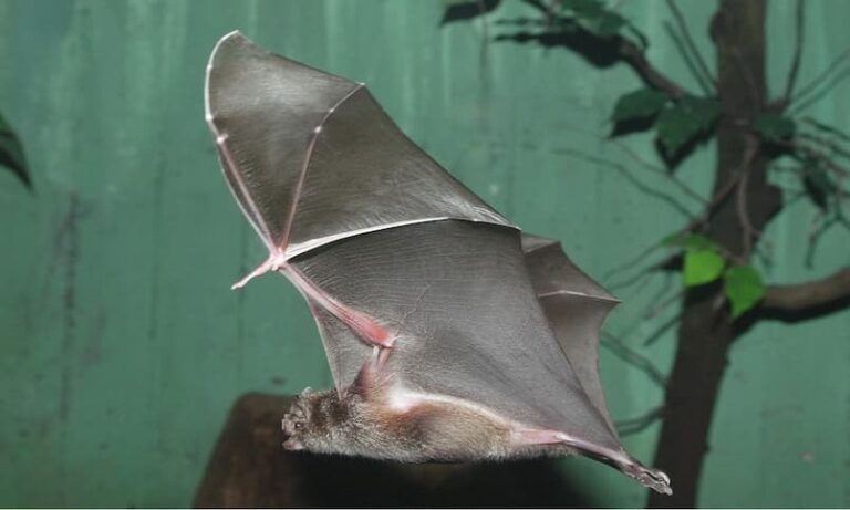 Just Hanging Around: Bats of Illinois - Veterinary Medicine at Illinois