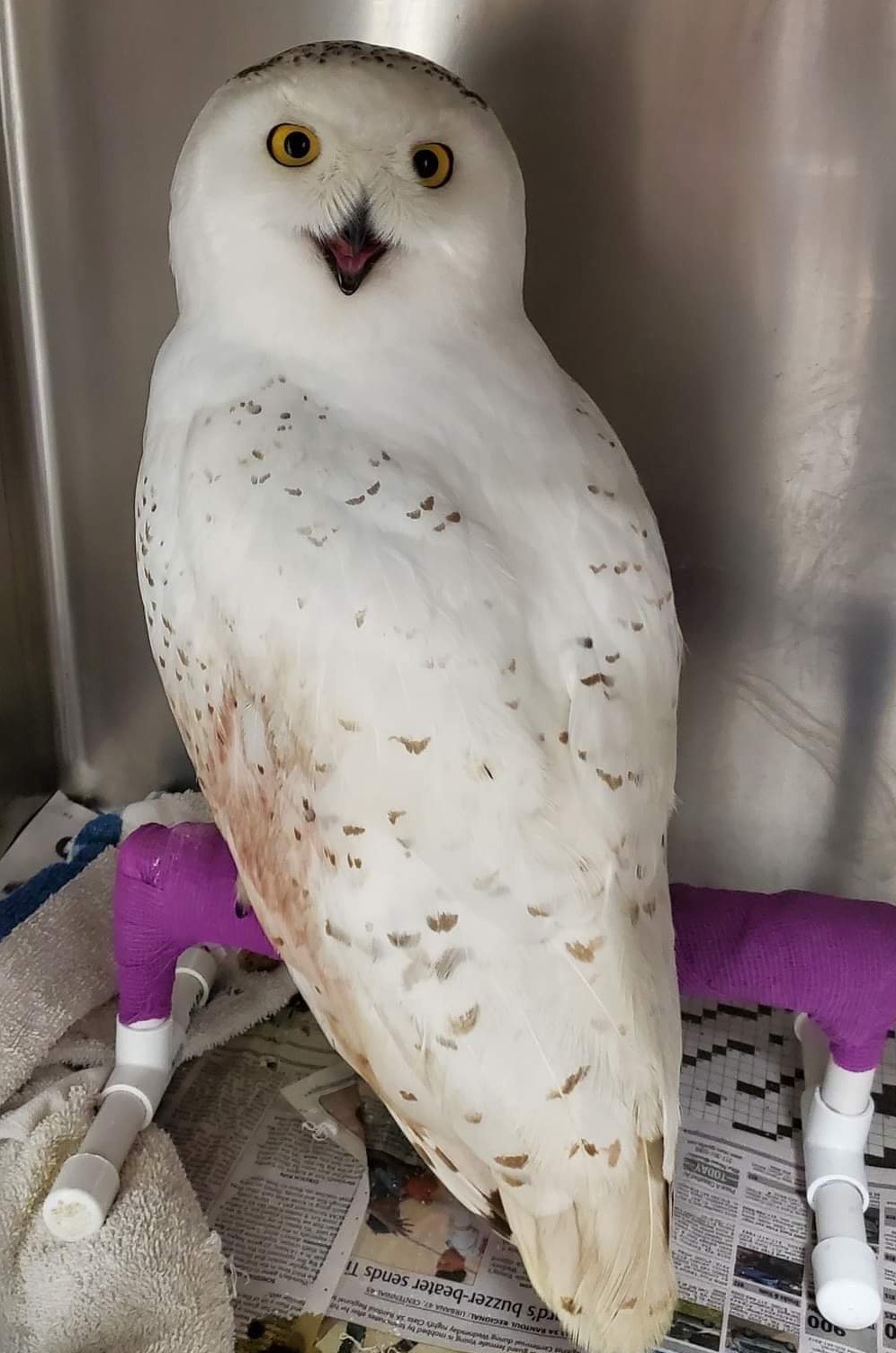 The Snowy Owl Veterinary Medicine At Illinois