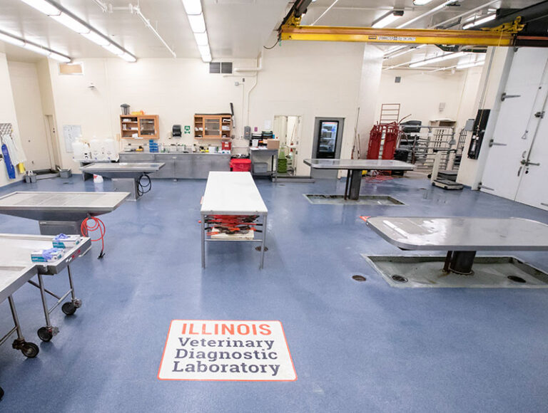Necropsy Reveals Why Animal Died - Veterinary Medicine at Illinois