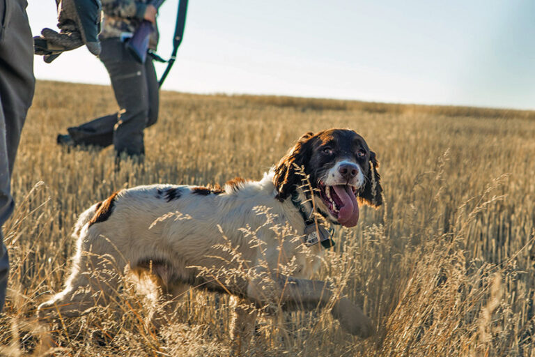 Disease Considerations in Hunting Dogs - Veterinary Medicine at Illinois