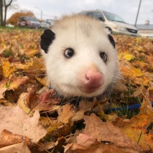 Wildlife Misconceptions - Veterinary Medicine at Illinois