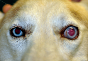 Canine Glaucoma - Veterinary Medicine at Illinois