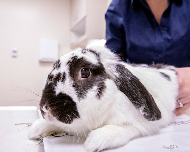 Seizures and Anticonvulsant Medications - Veterinary Medicine at Illinois