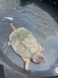 Emerging Turtle Disease, Emydomyces Testavorans - Veterinary Medicine ...