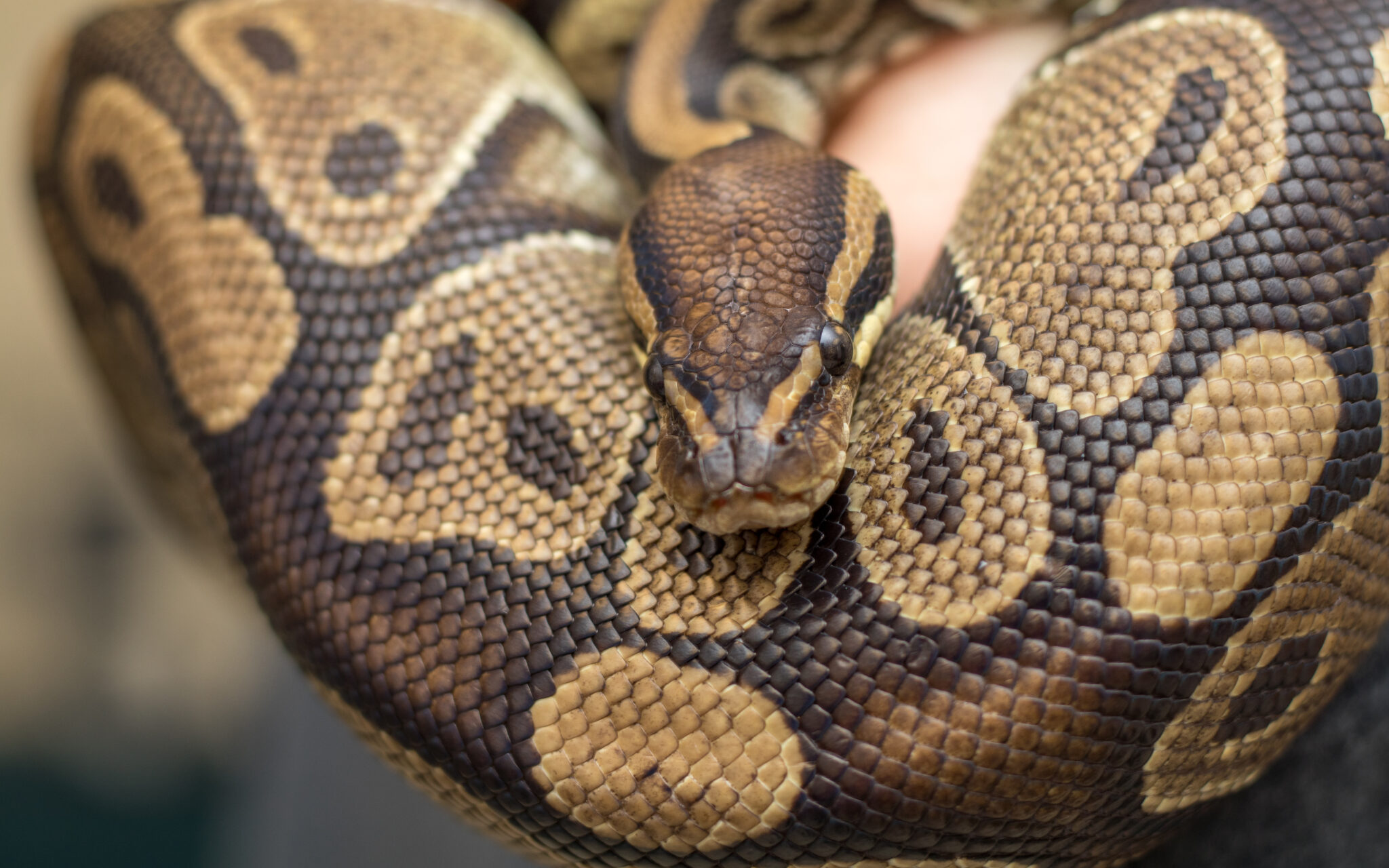 Ambassador Animals - Veterinary Medicine at Illinois