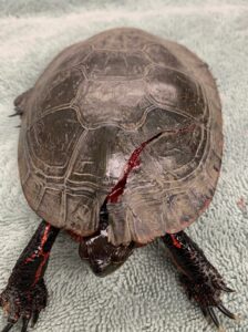 Turtle Shell Repair - Veterinary Medicine at Illinois