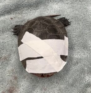 Turtle Shell Repair - Veterinary Medicine at Illinois
