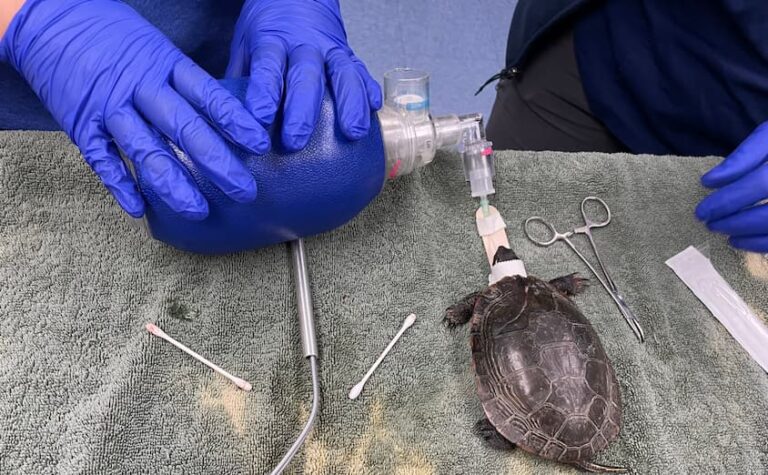 Turtle Shell Repair - Veterinary Medicine at Illinois