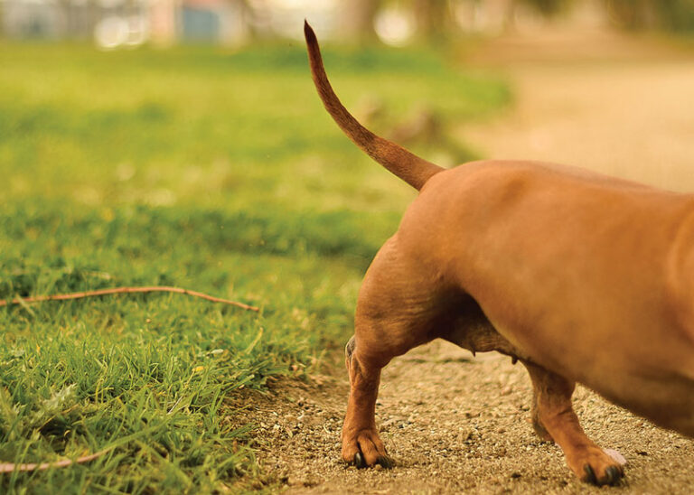 Updates on Intervertebral Disc Extrusion (IVDE) - Veterinary Medicine ...