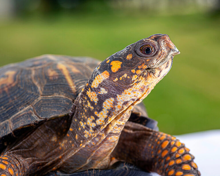 Ambassador Animals - Veterinary Medicine at Illinois