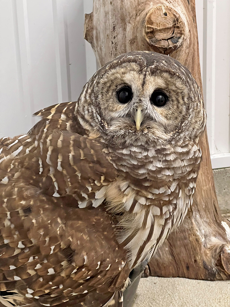 Ambassador Animals - Veterinary Medicine at Illinois