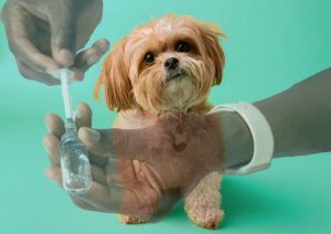 What Monoclonal Antibodies Can Do for Your Pet - Veterinary Medicine at ...