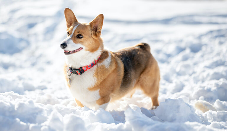 Winter Safety for Dogs - Veterinary Medicine at Illinois