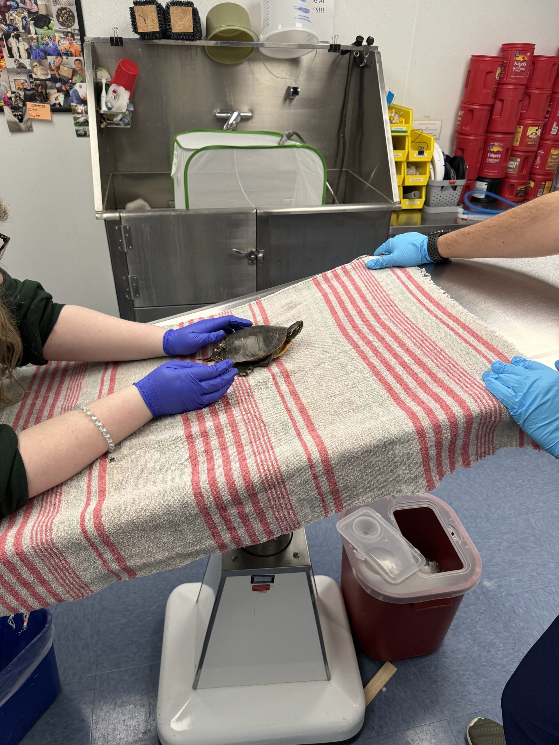 Therapy in Reptiles - Veterinary Medicine at Illinois