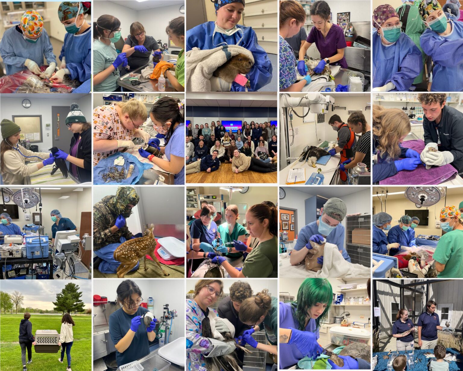 Not All Heroes Wear Capes - But These Veterinary Students Do ...