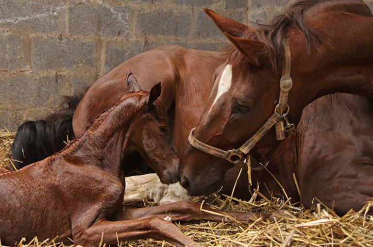 World Equine Expert Explains Foaling Emergencies - Veterinary Medicine ...