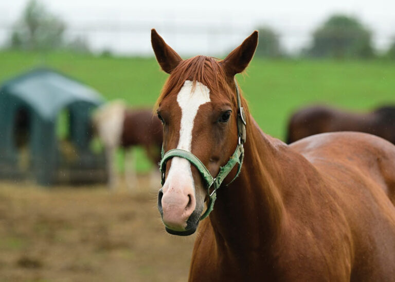 Improving Diagnosis of Blood Clotting Disorders in Horses - Veterinary ...