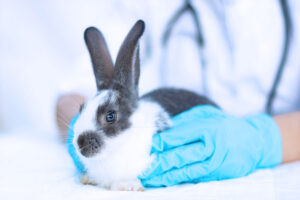 Rabbit Gastrointestinal Stasis Syndrome - Veterinary Medicine at Illinois