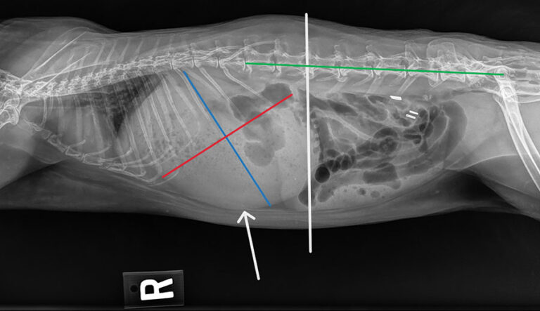 Rabbit Gastrointestinal Stasis Syndrome - Veterinary Medicine at Illinois