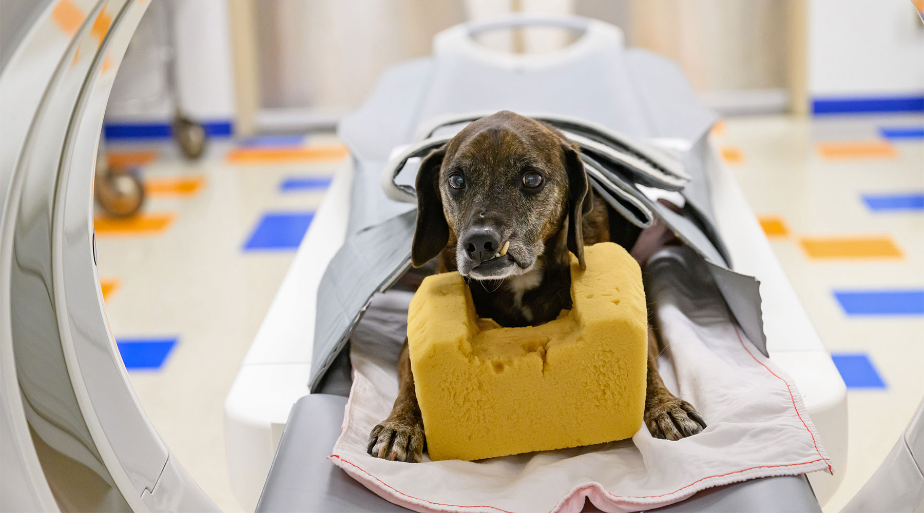 College of Veterinary Medicine - Veterinary Medicine at Illinois