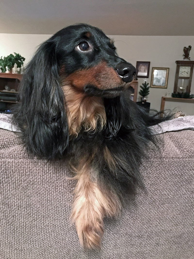 Illinois Heart Team Offers TEER for Dogs with Valve Disease ...