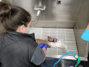 The Hard Life of a Red Fox - Veterinary Medicine at Illinois