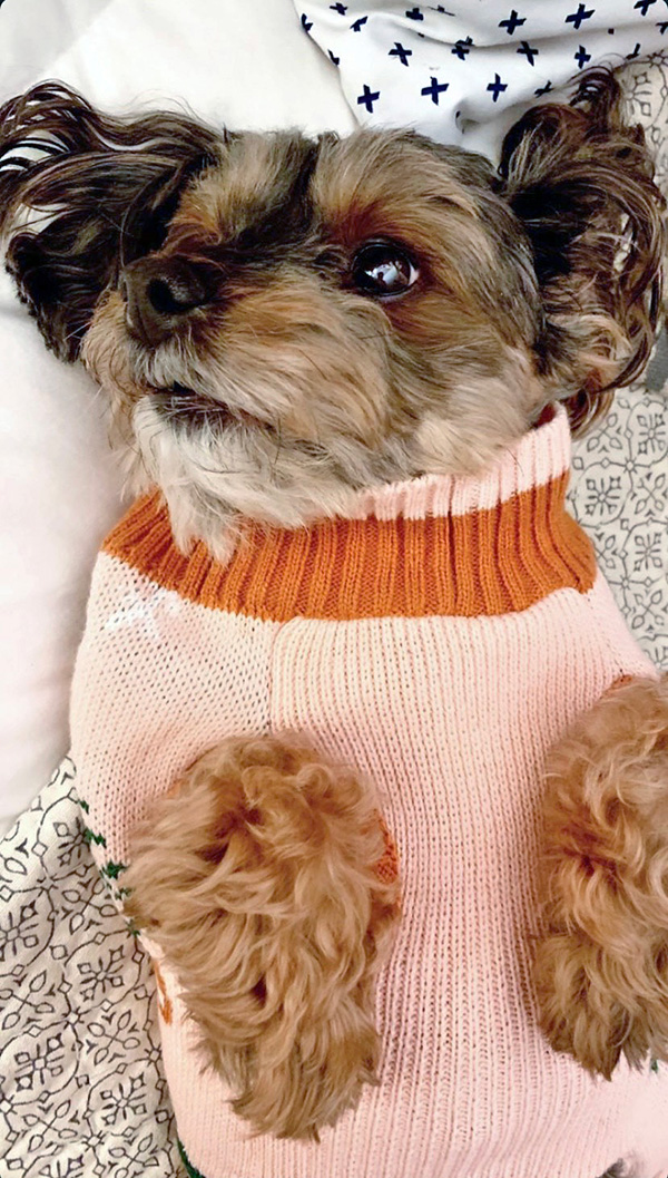 Illinois Heart Team Offers TEER for Dogs with Valve Disease ...