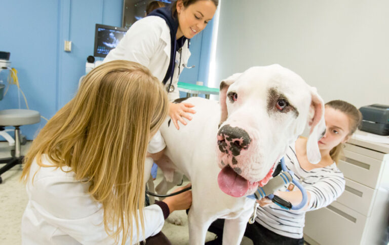 A Twist of Fate: Gastric Dilatation-Volvulus (GDV) in Dogs - Veterinary ...