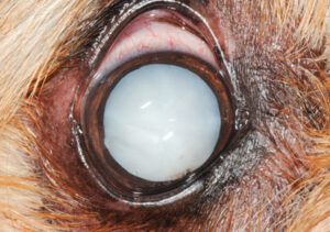 Cataracts in the Small Animal Patient - Veterinary Medicine at Illinois