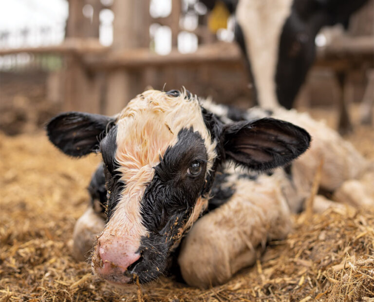 Considerations Surrounding Castration - Veterinary Medicine at Illinois
