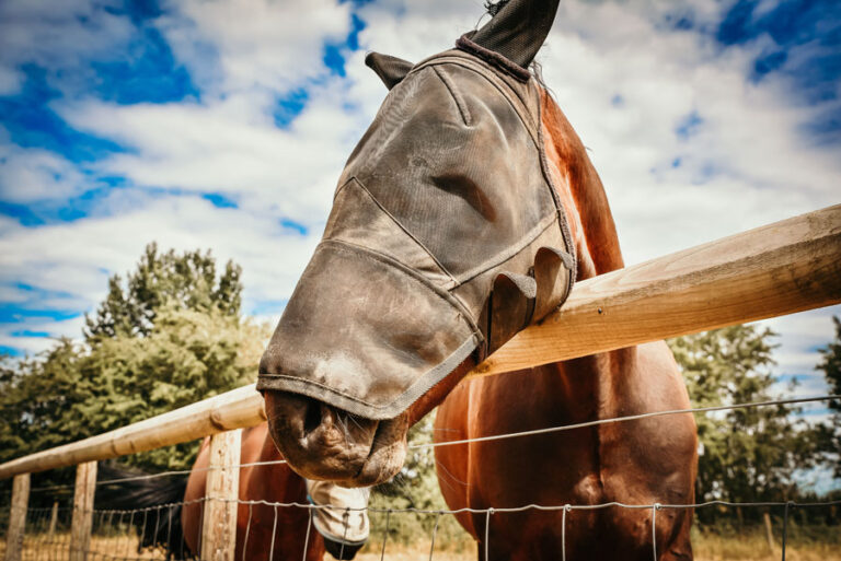 Equine Infectious Anemia (EIA): Information for Horse Owners ...